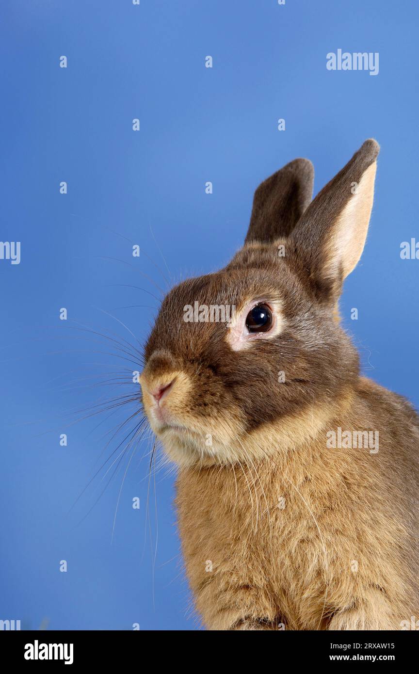 Dwarf rabbit, colour dwarf tan brown, domestic rabbit Stock Photo - Alamy