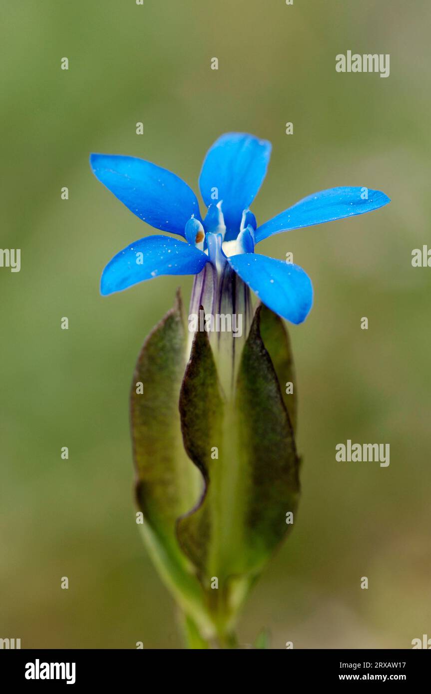 Snow Gentian, national park Berchtesgaden, Bavaria, Germany, Alpine ...