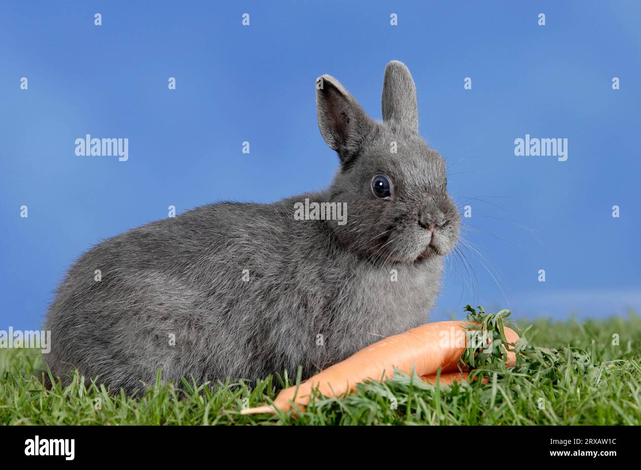 Dwarf rabbit, colour dwarf fawn, kitten with carrot, domestic rabbit ...