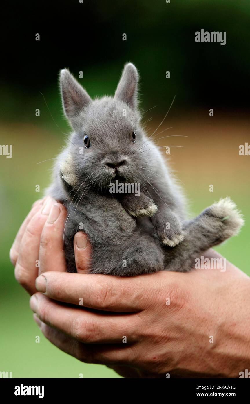 Dwarf rabbit, colour dwarf fawn, kitten in human hand, domestic rabbit ...