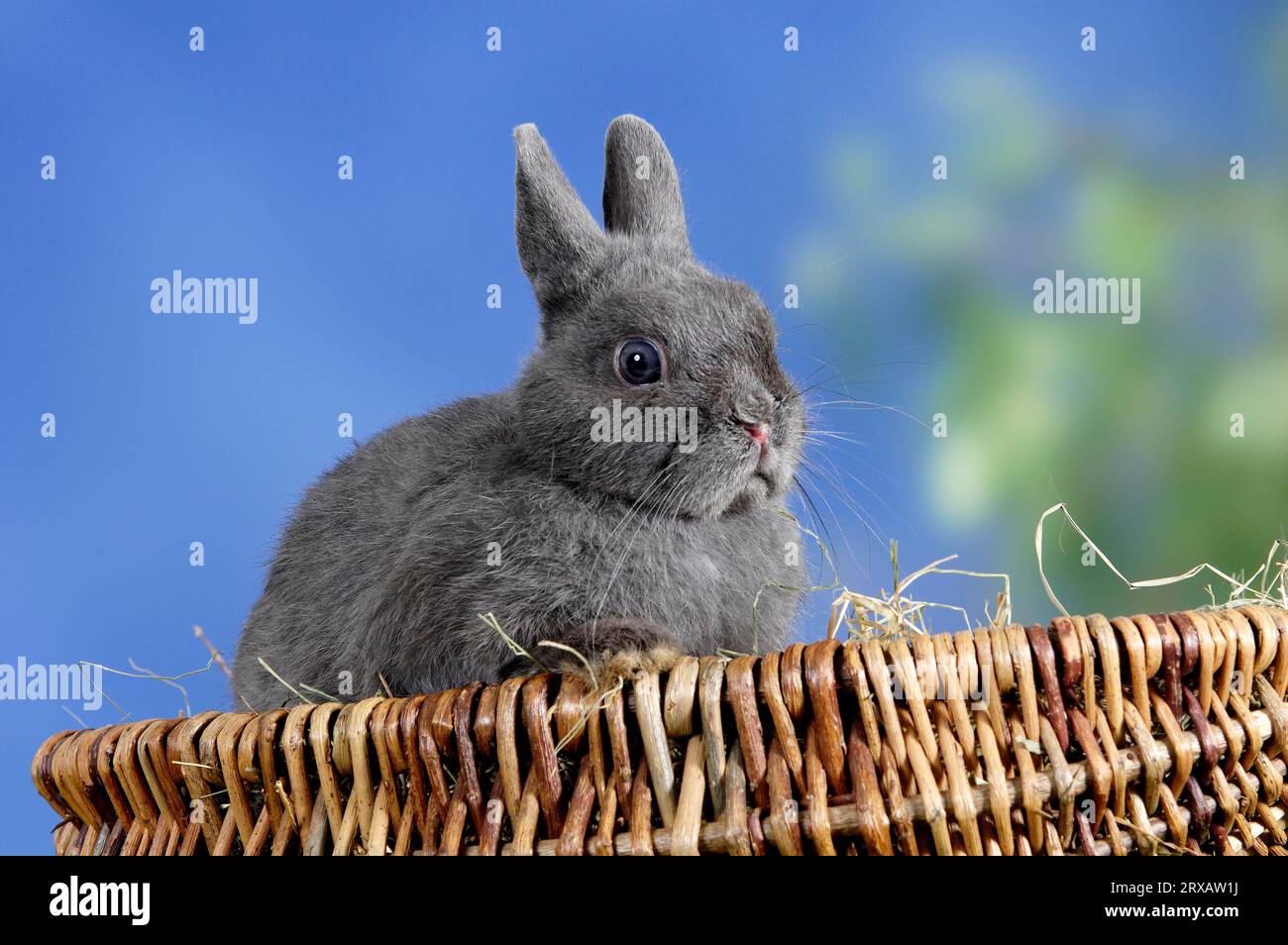 Dwarf rabbit, colour dwarf fawn, kitten in basket, domestic rabbit ...