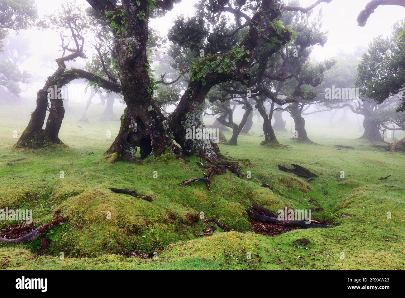 The magical fairy forest of Fanal, Madeira on a misty day, a tranquil ...