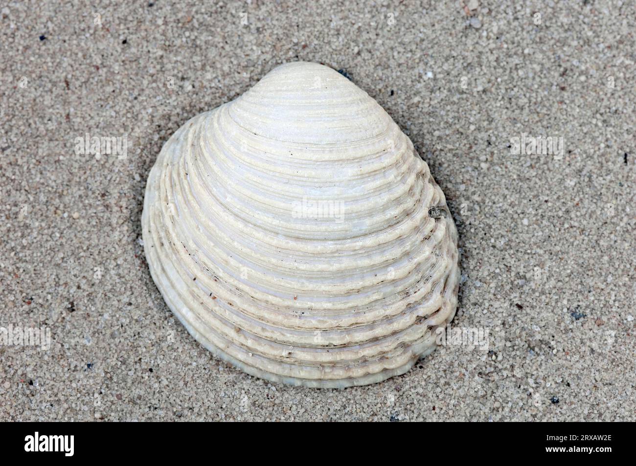 Rough warty venus (Venus verrucosa), Warty clam, Mussel shell, Mussel ...