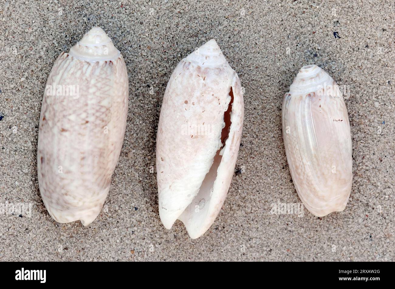 America oliva hi-res stock photography and images - Alamy