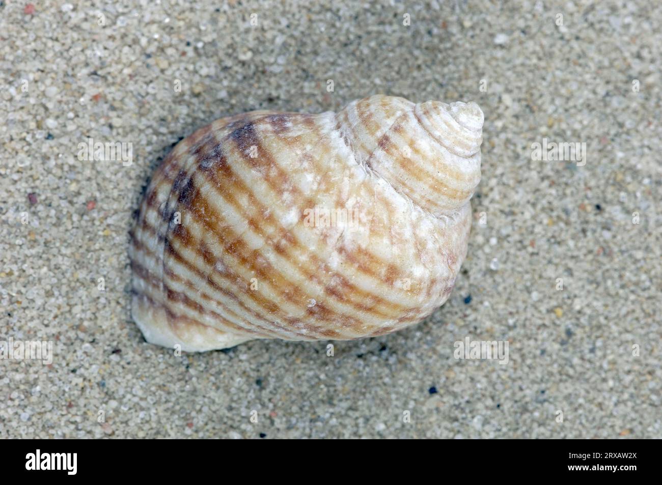 Dog whelk (Nucella lapillus), snail shell, snail shells, detachable ...