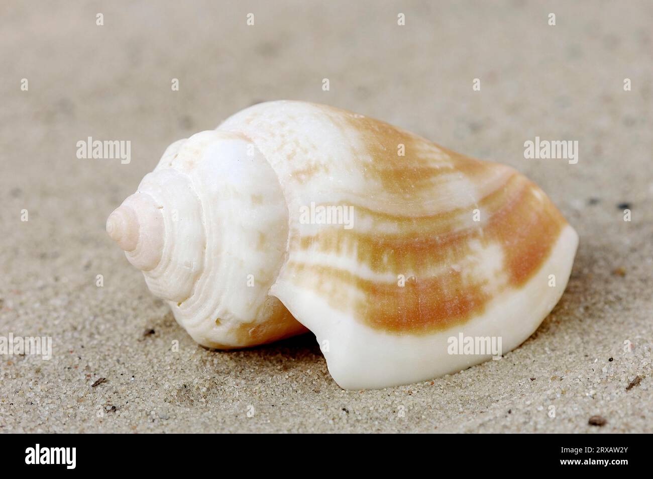 Persian winged snail (Strombus persicus), snail shell, snail shells ...