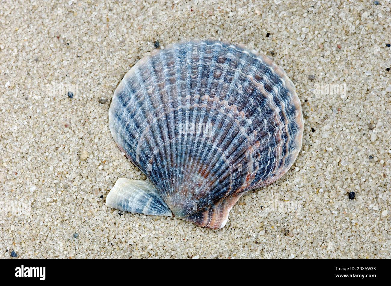 Colourful scallop shell (Chlamys varia), colourful scallop, mussel ...