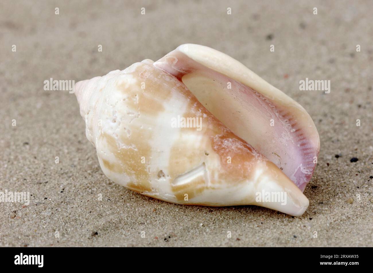 Snail shell of Persian Conch (Strombus persicus Stock Photo - Alamy