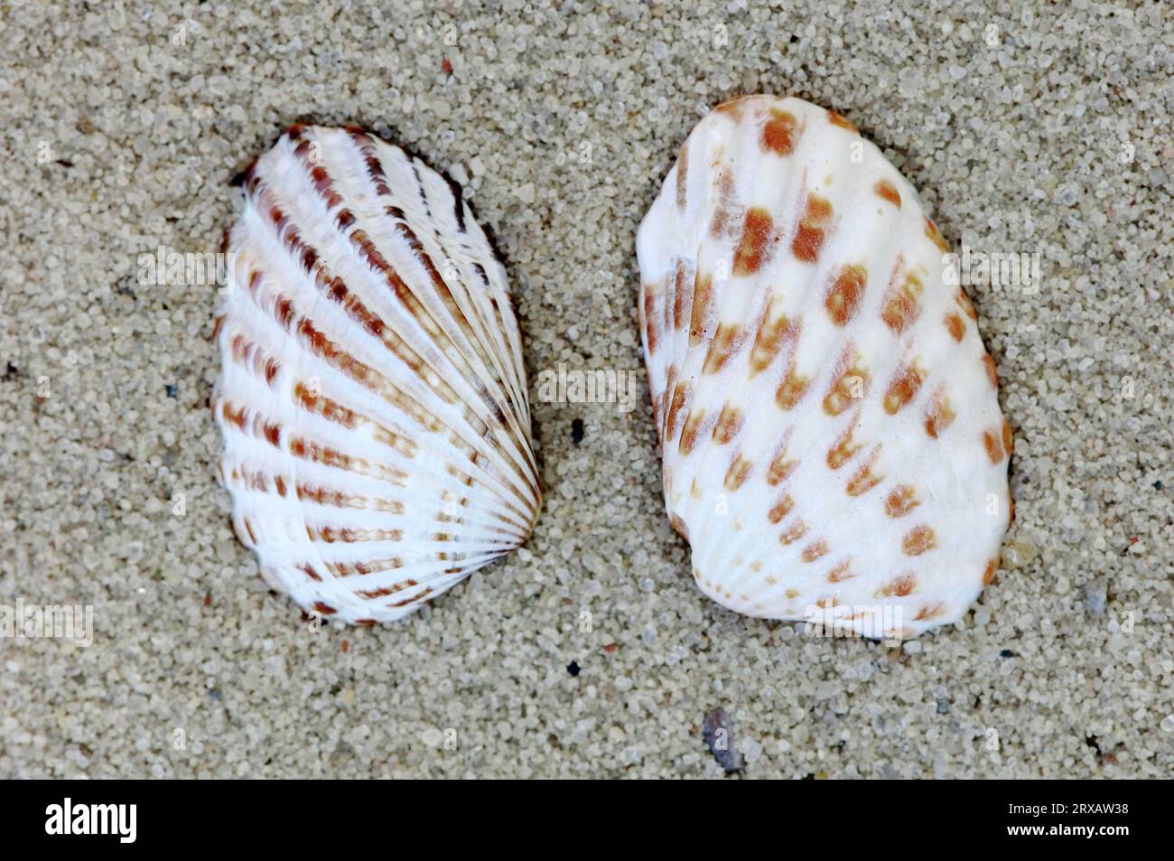 Ribbed mussel hi-res stock photography and images - Alamy