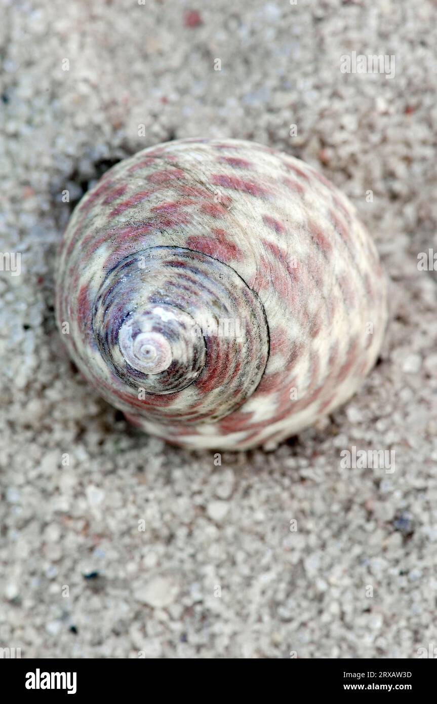 Umbilicalis hi-res stock photography and images - Alamy