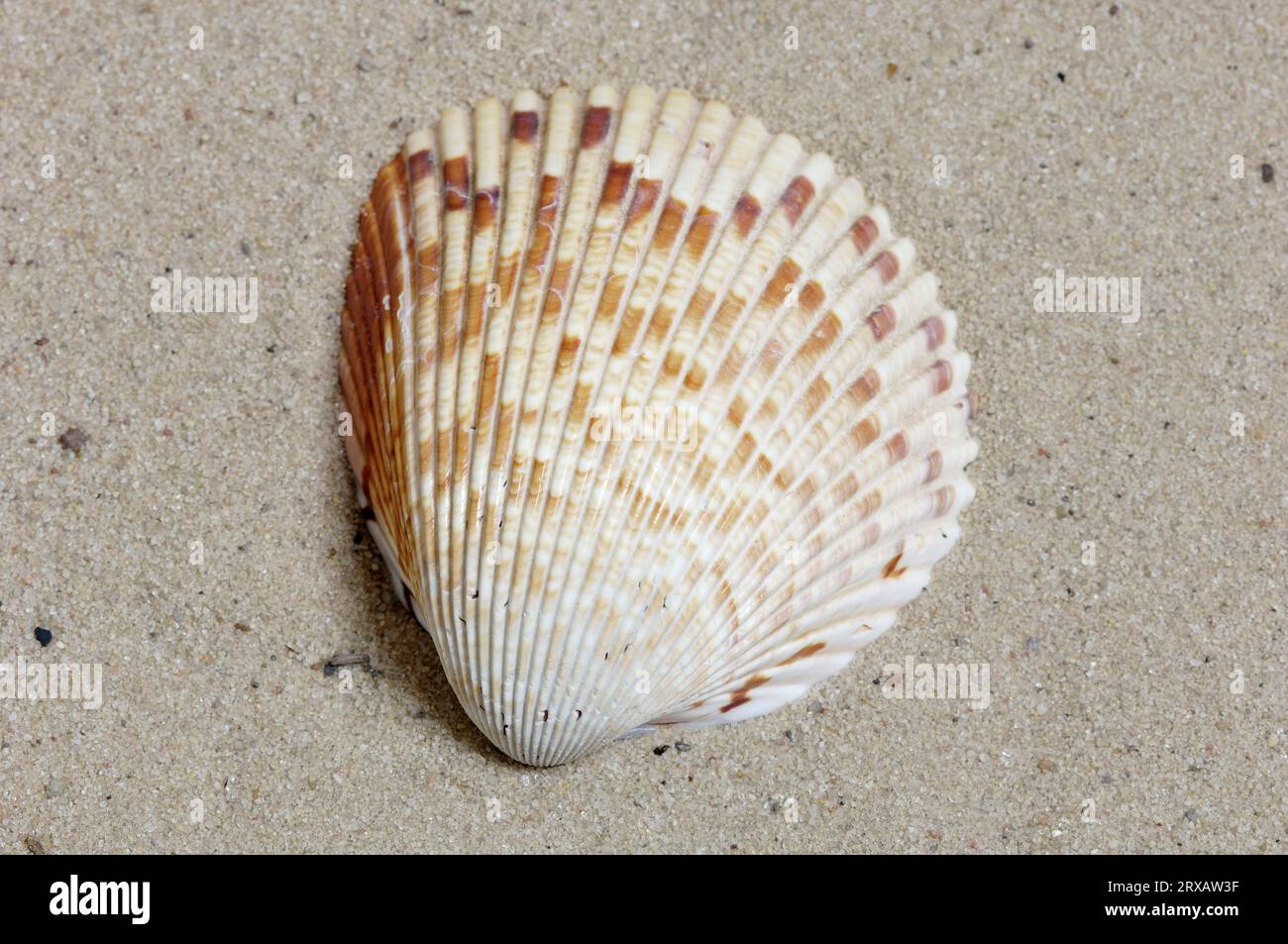 Atlantic Giant Cockle, shell, Sanibel Island, Florida, USA (Dinocardium ...