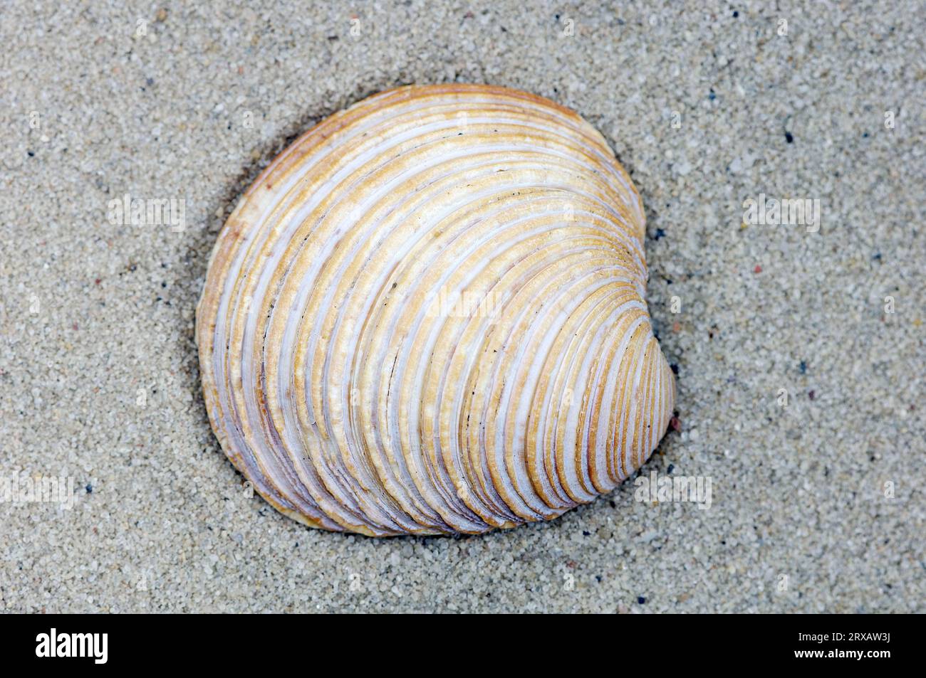 Rough shells hi-res stock photography and images - Alamy