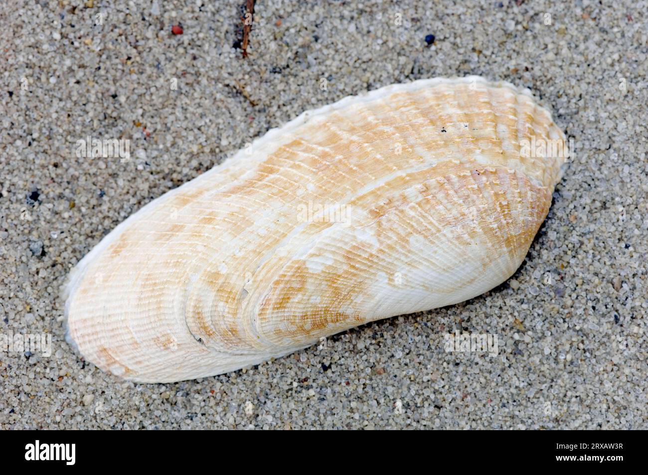 False angelwing (Petricola pholadiformis), mussel shell, mussel shells ...