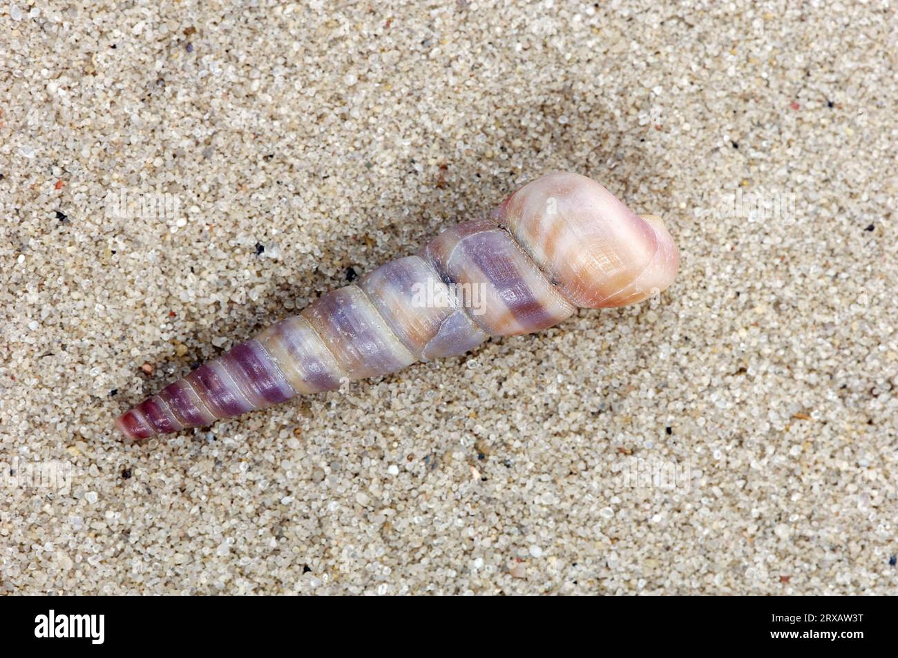 Turritella communis hi-res stock photography and images - Alamy