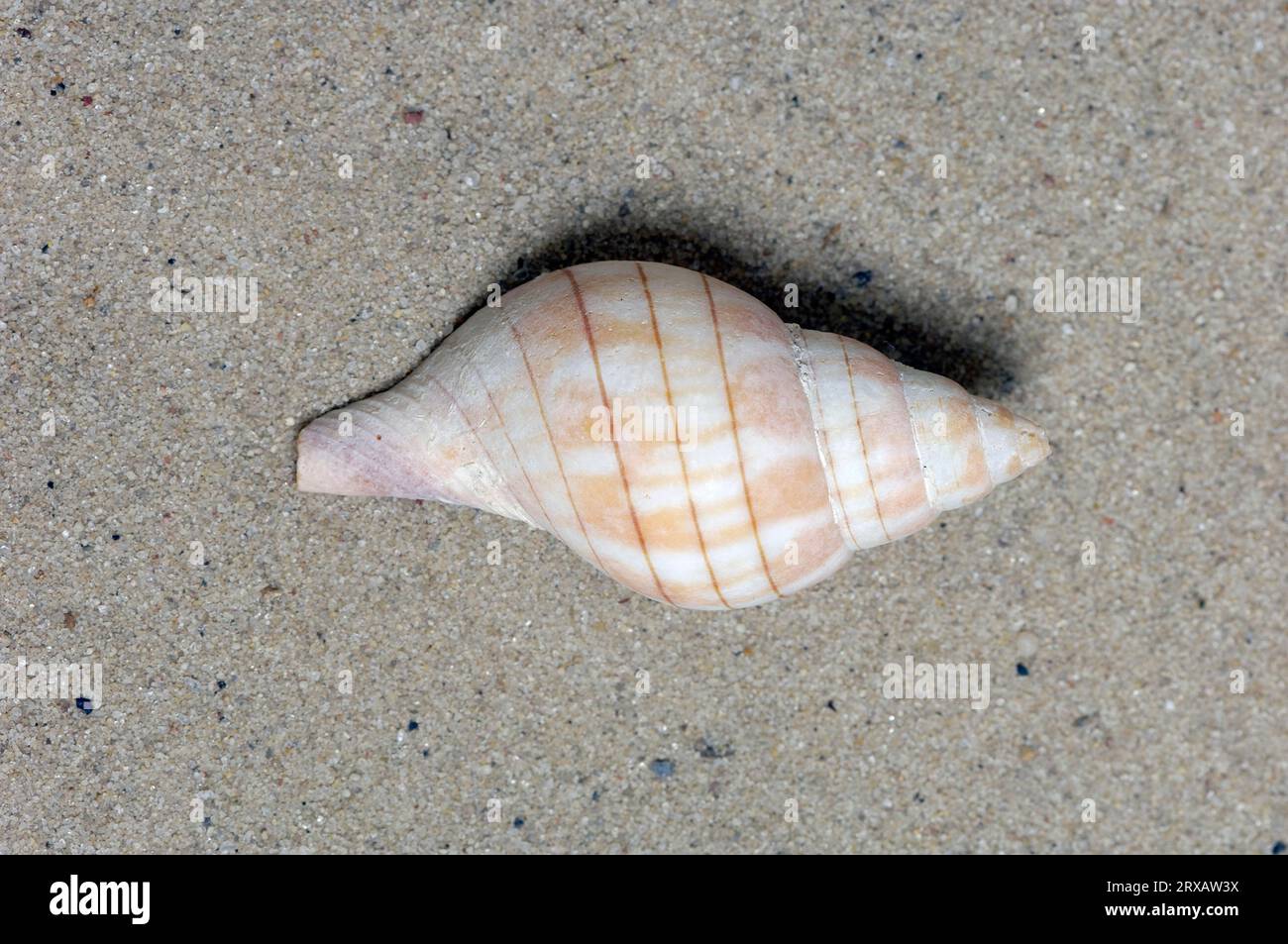 Banded tulip, snail shell, Sanibe (Fasciolaria hunteria), Iceland, USA ...