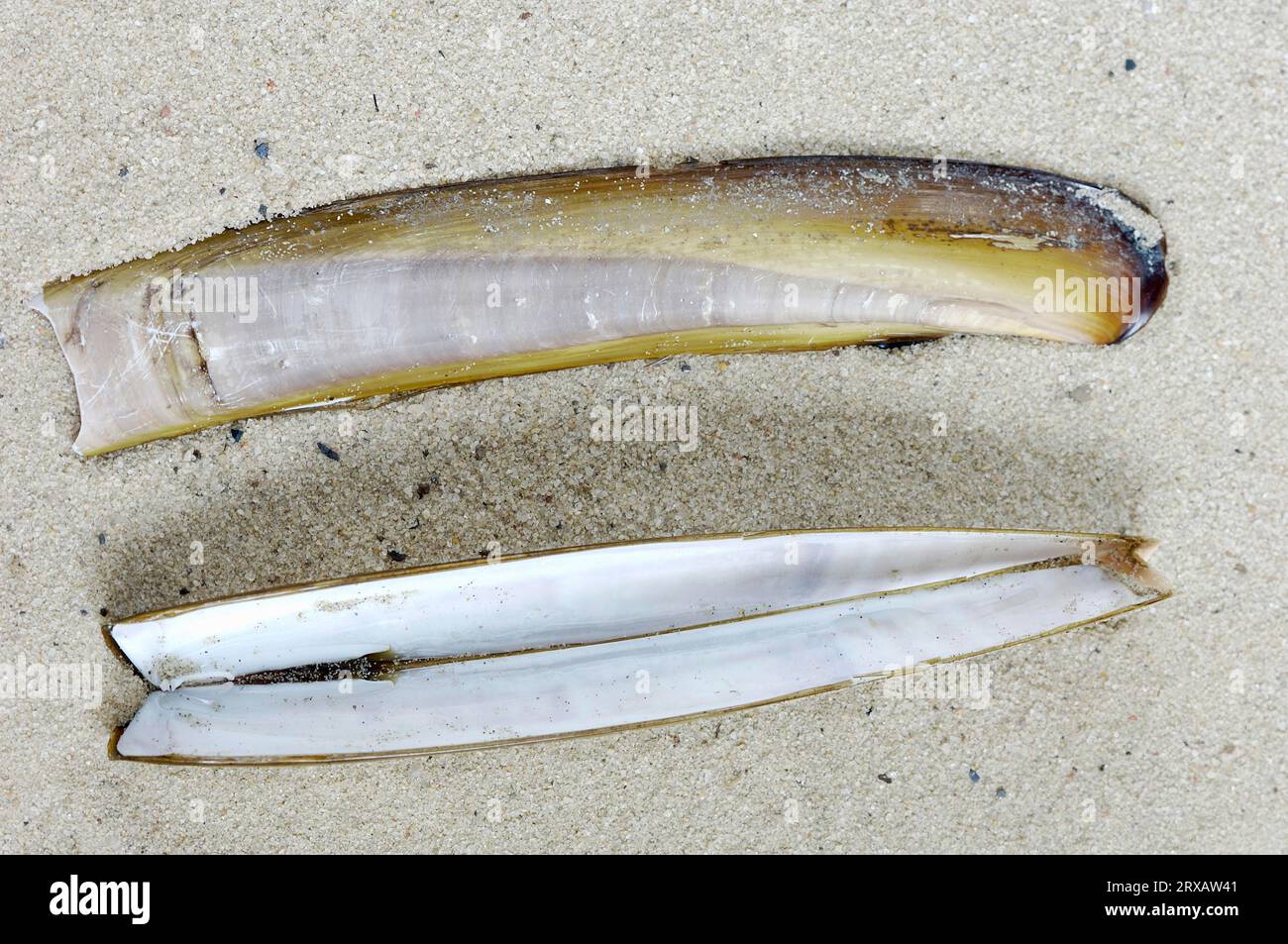 Common sword-shell (Ensis directus), shell, sword-shaped knife-sheath ...