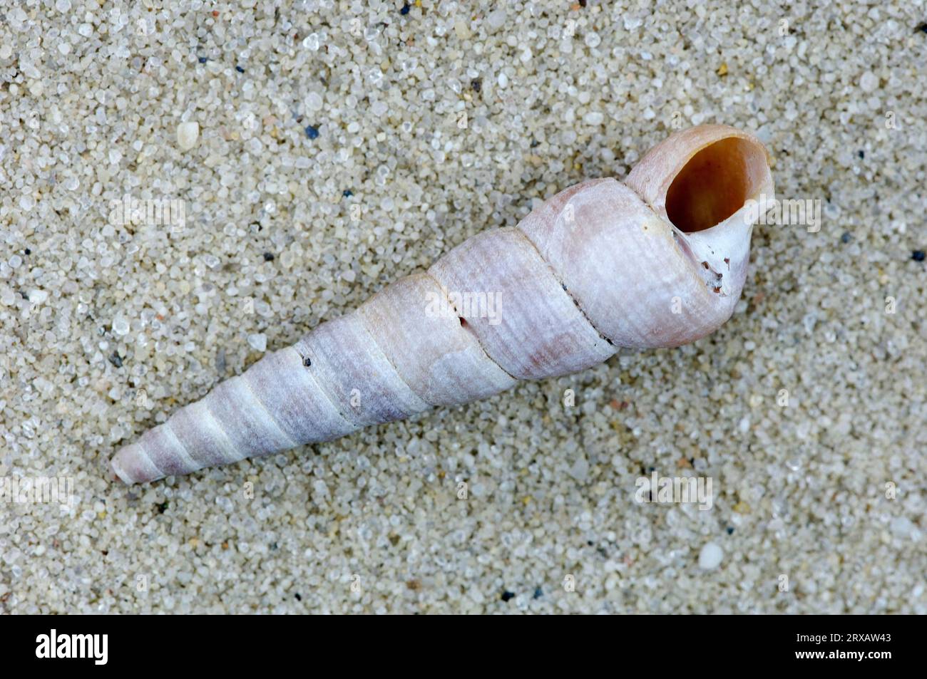 Turritella communis hi-res stock photography and images - Alamy
