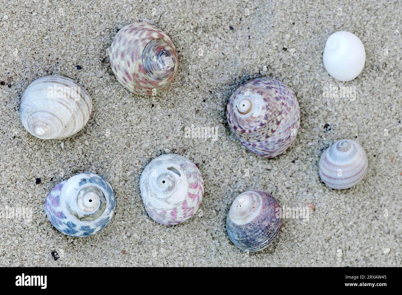 Purple Top Shells and other snail shells, France (Gibbula umbilicalis ...