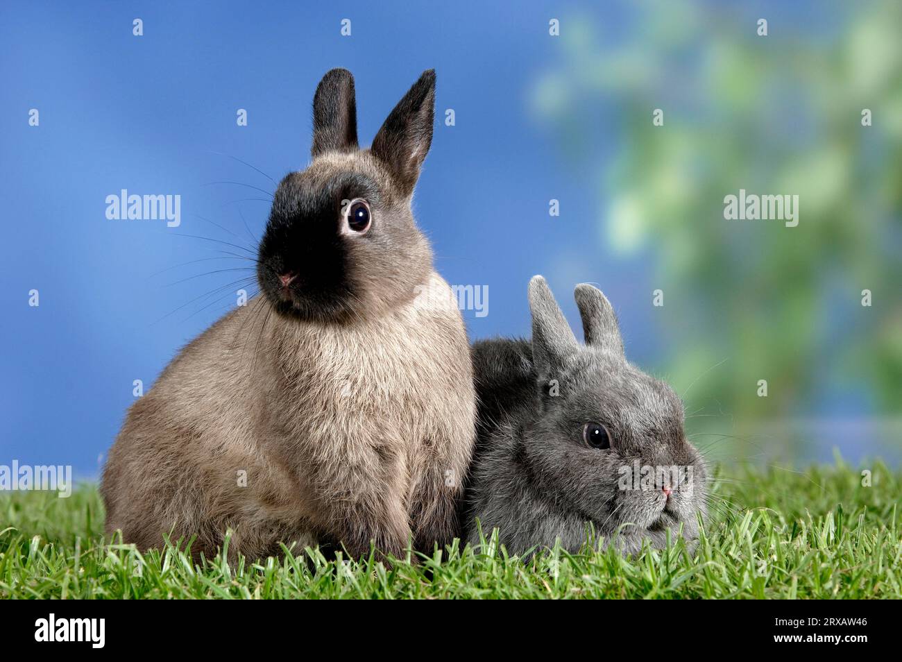 Dwarf rabbit, colour dwarf fawn and colour dwarf marten blue, domestic ...