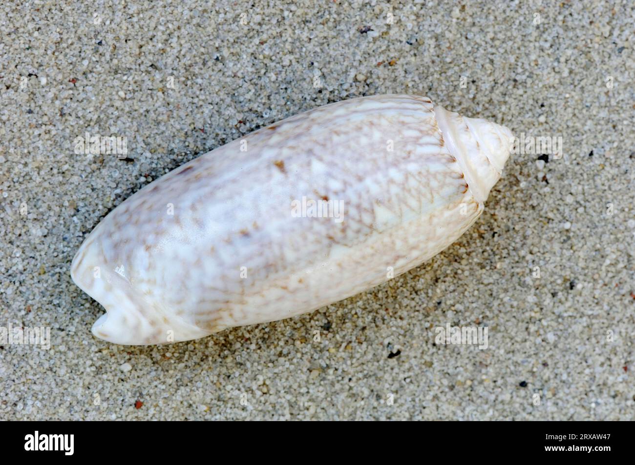 Olive snail, snail shell, Sanibe (Oliva), snail shells, detachable ...