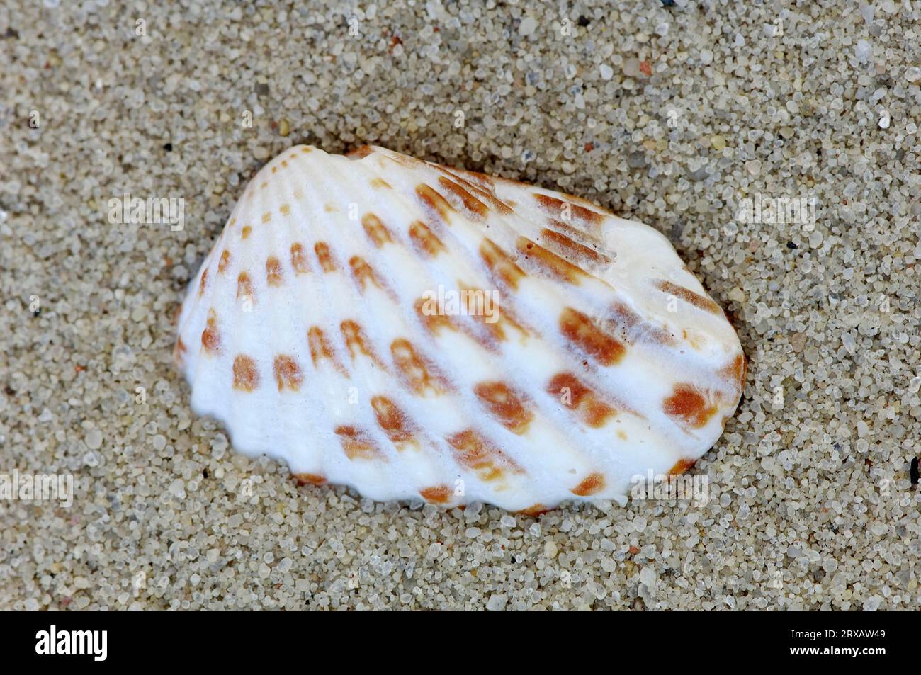Iceland cockle hi-res stock photography and images - Alamy