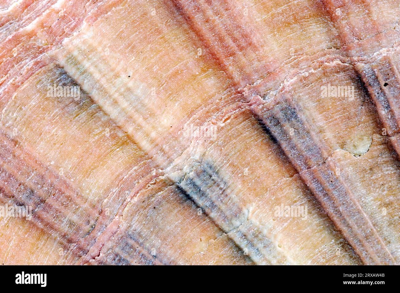 Scallop (Pecten maximus), scallop shell, scallop, large pilgrim scallop ...