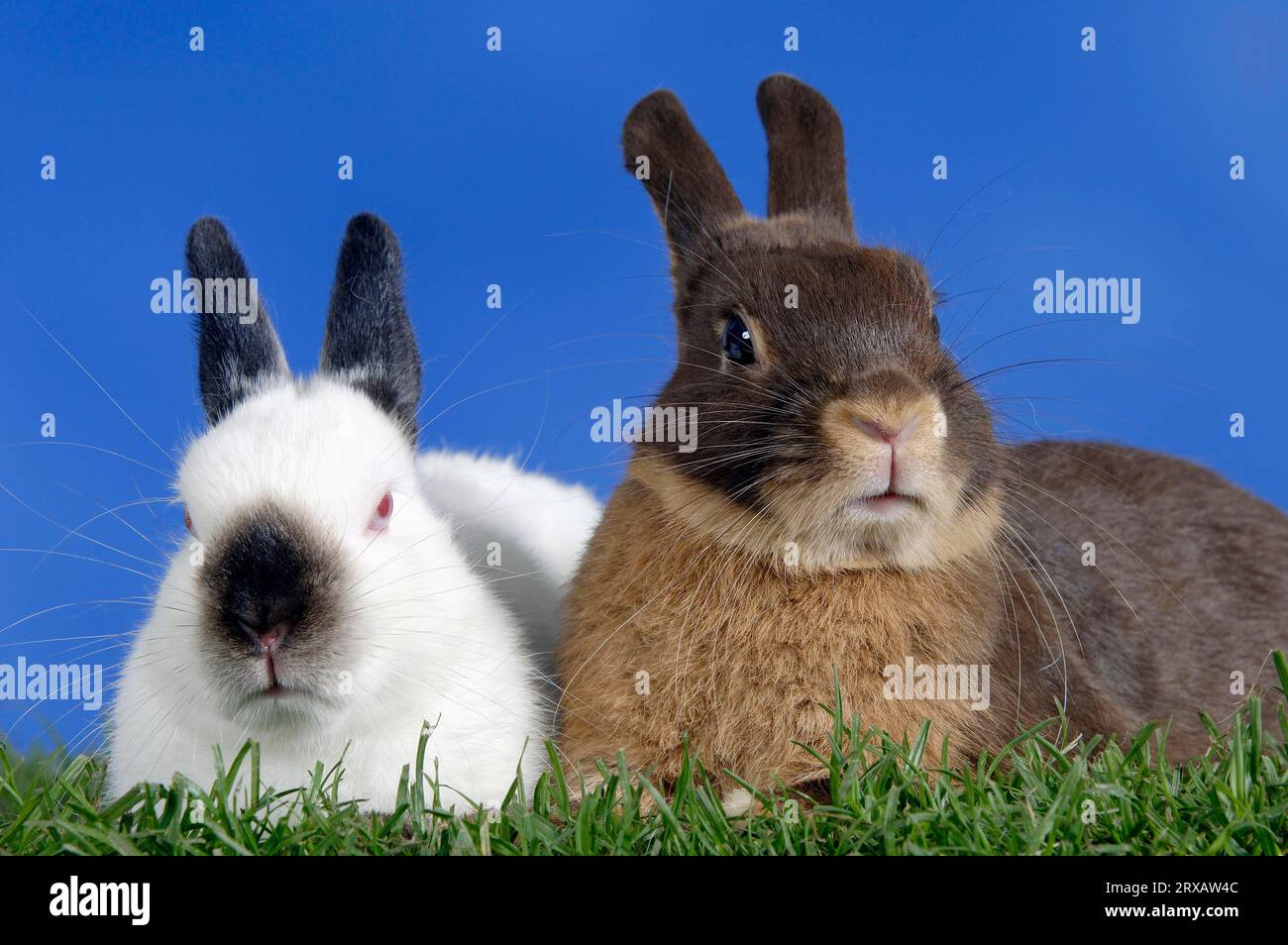 Dwarf Rabbit, Colour Dwarf Russian and Colour Dwarf Tan Brown, Domestic ...