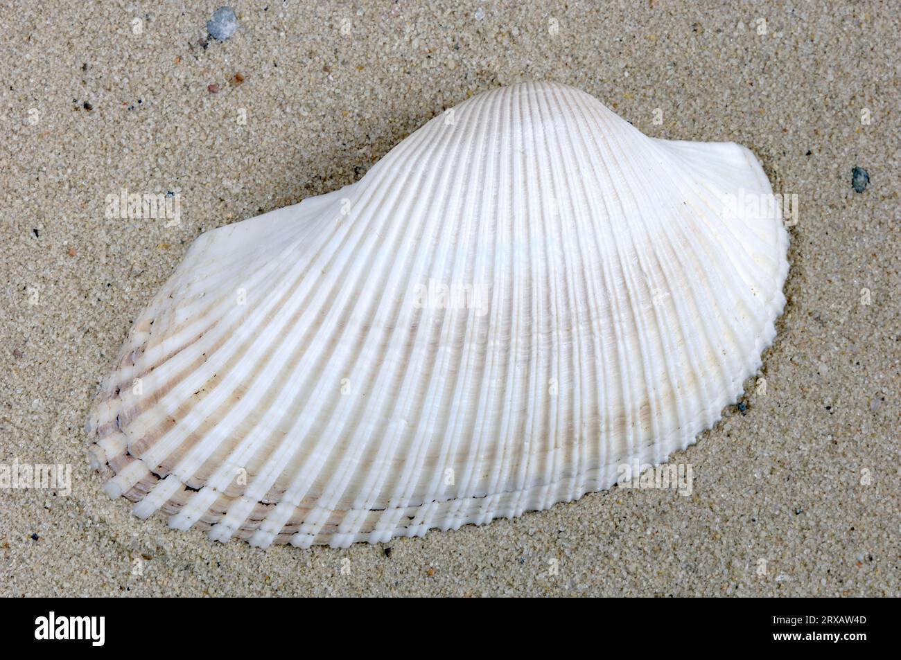 Shell from Transverse Ark, Sanibe (Anadara transversa), Iceland, USA ...