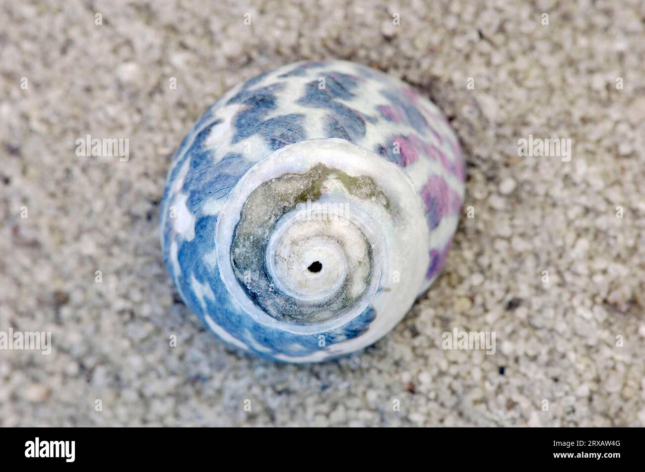 Purple Top Shell, France (Gibbula umbilicalis), Flat Top Shell Stock ...