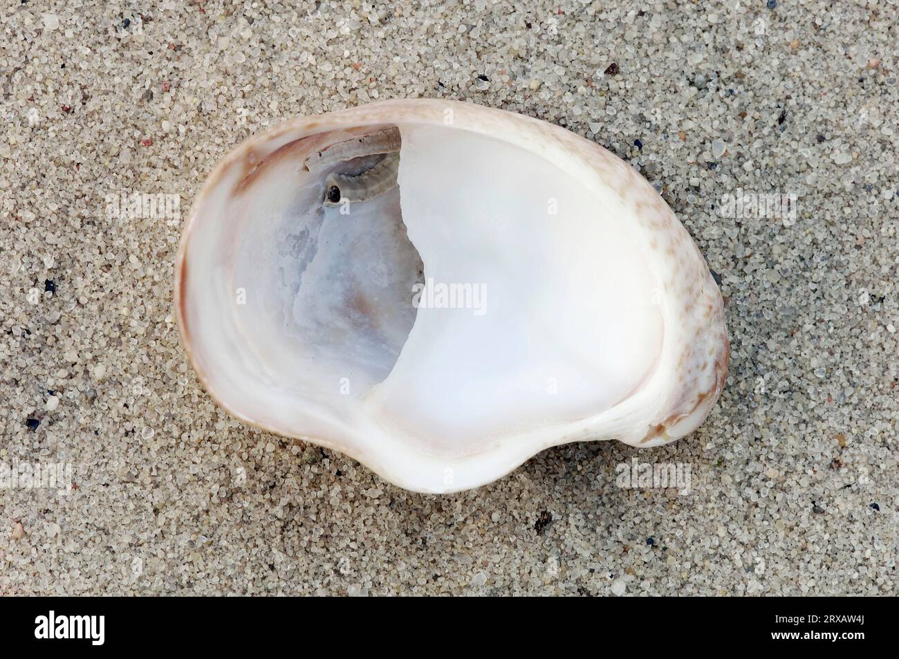 Common slipper shell (Crepidula fornicata), snail shell, snail shells ...