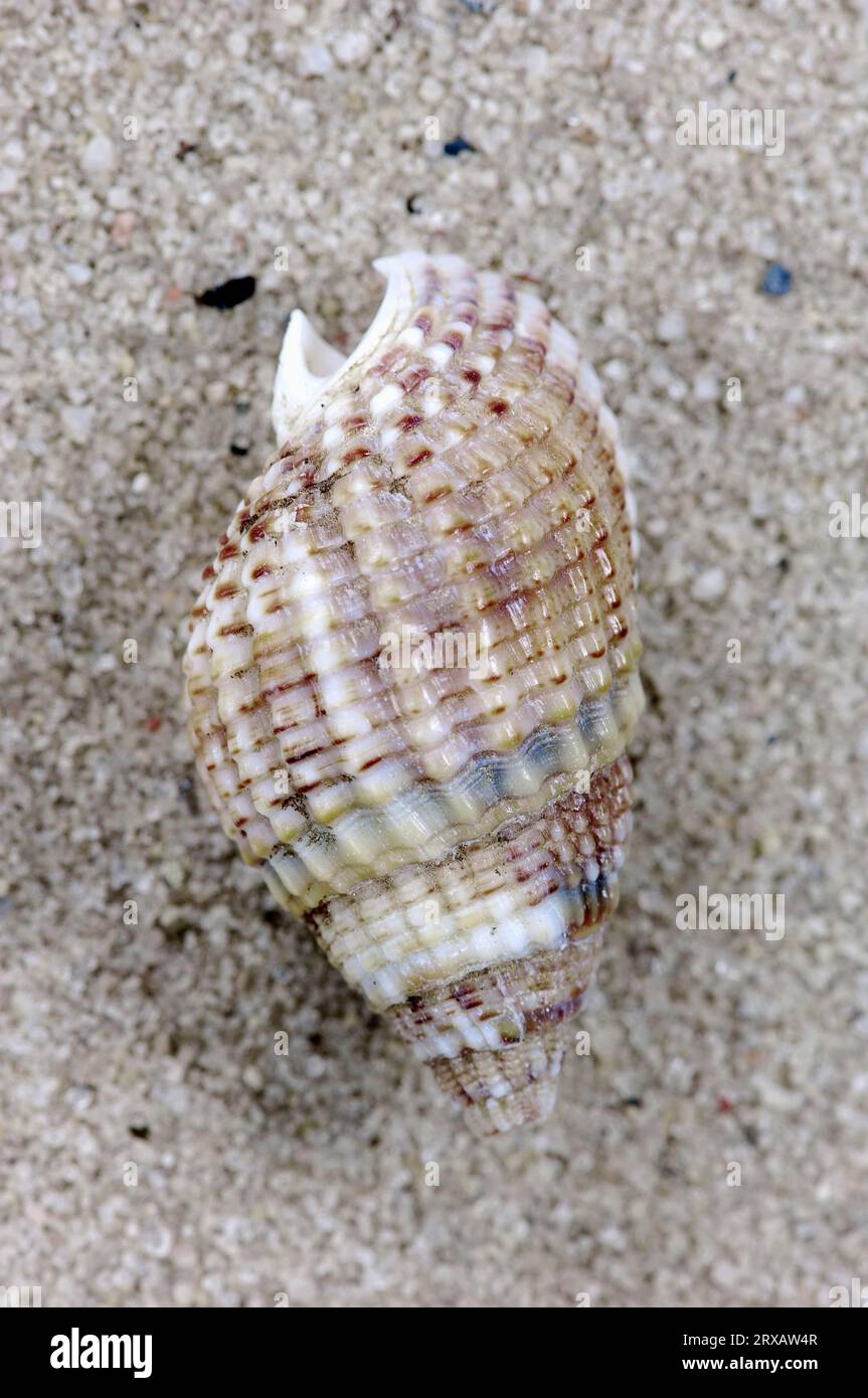 Snail shell of Netted Nassa, France (Nassarius reticulatus Stock Photo ...