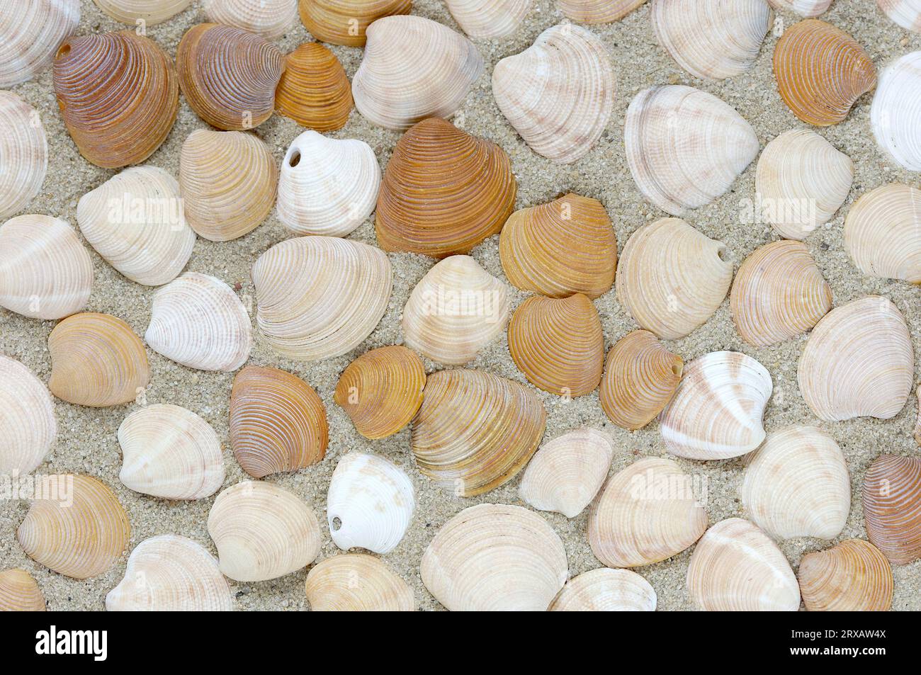 Venus Shells, France (Chamelea Stock Photo - Alamy