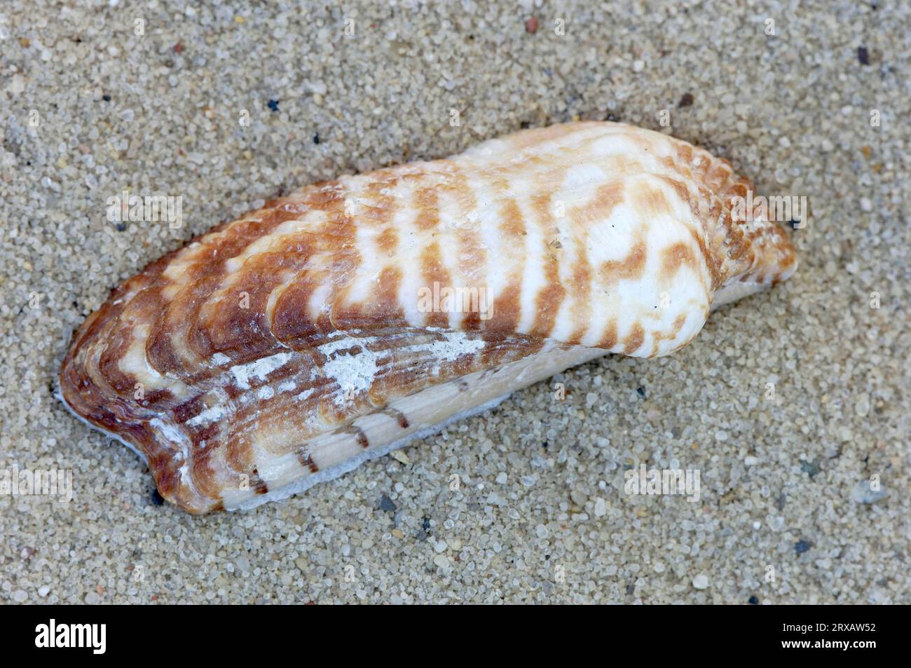 Noah's Ark, conch shell (Arca noae), conch shells, detachable, France ...