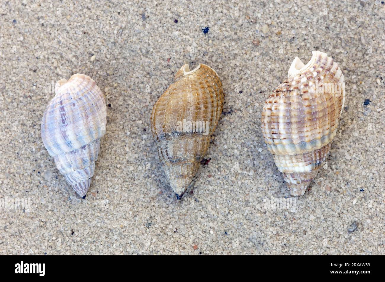 Snail shells of Netted Nassa, France (Nassarius reticulatus Stock Photo ...