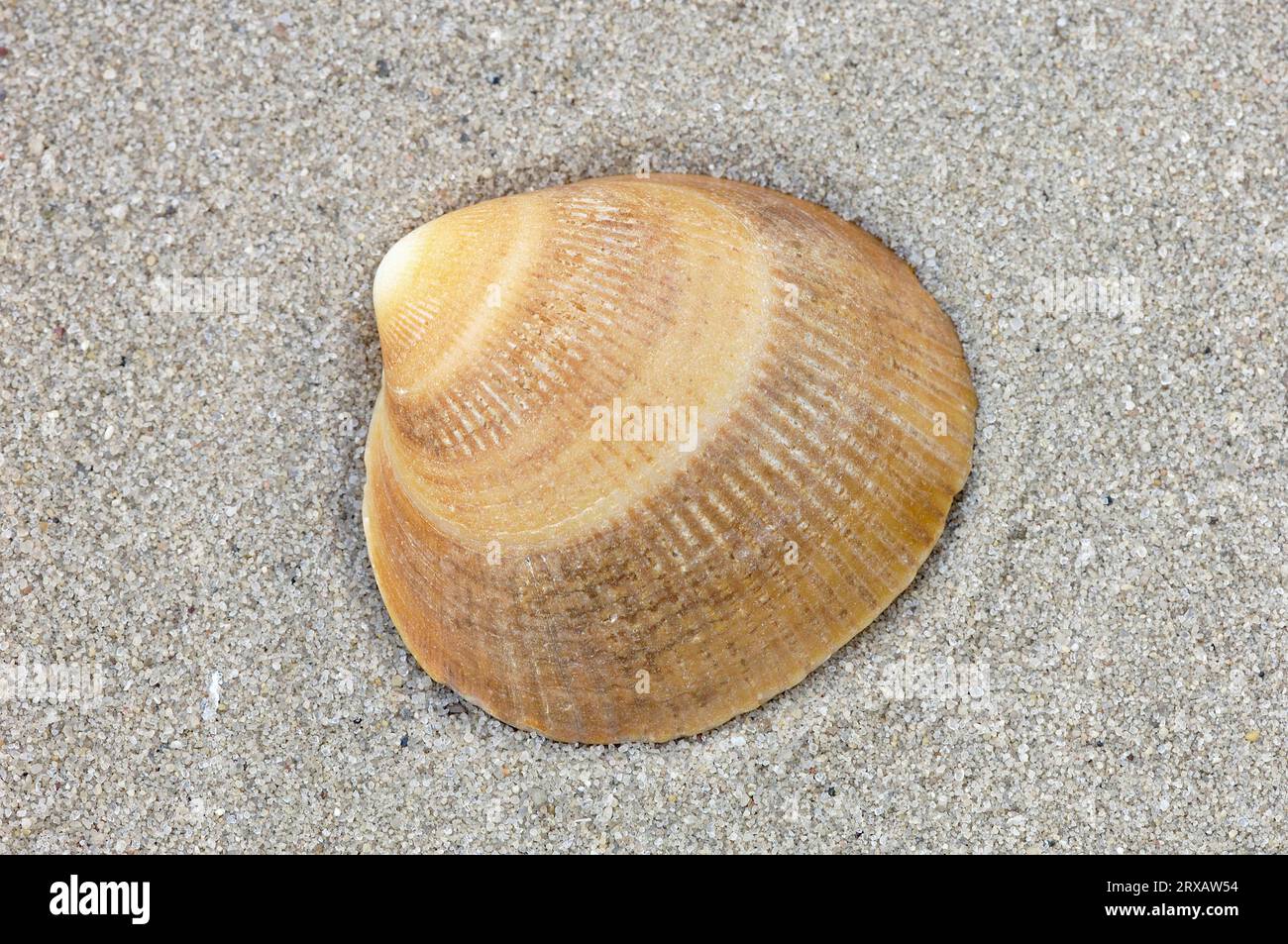 Violet pastet, mussel shell (Glycimeris insubrica), detachable Stock ...