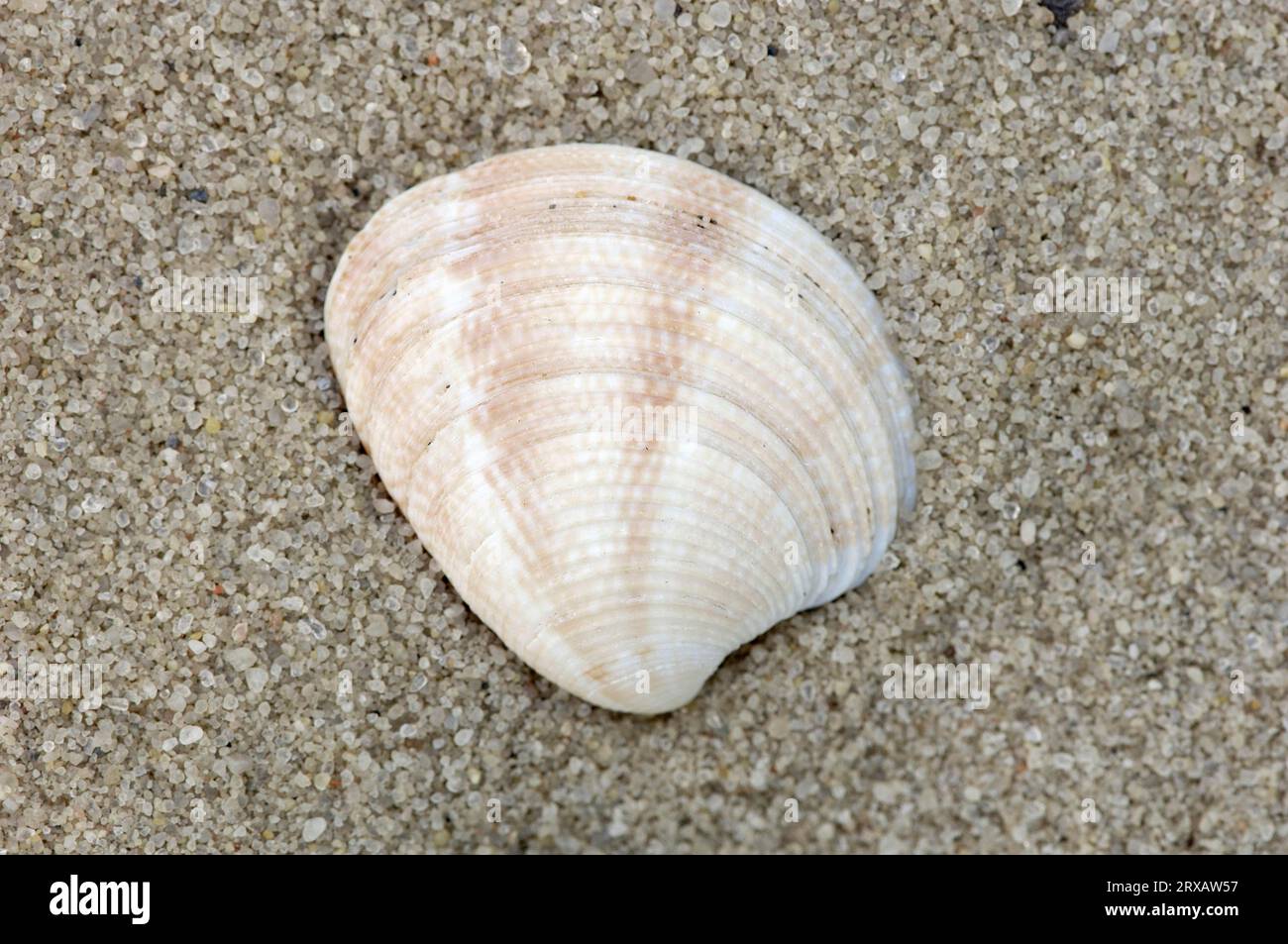 Venus gallina hi-res stock photography and images - Alamy