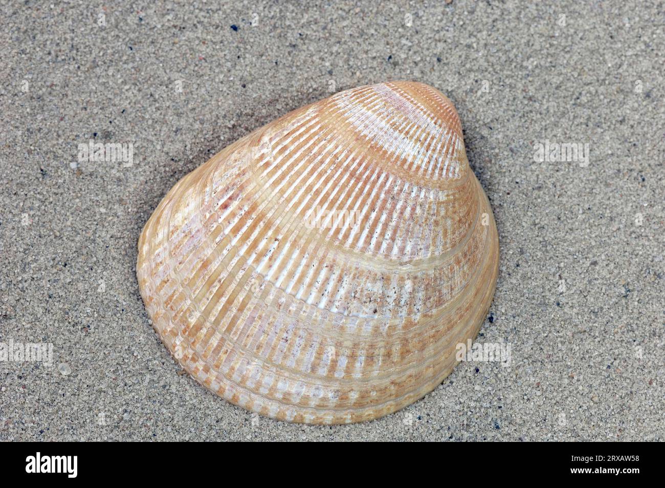 Oblong shell hi-res stock photography and images - Alamy