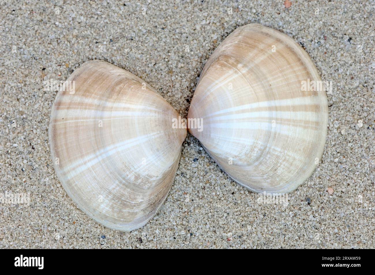 Smooth smooth clam (Callista chione), clam shells, detachable, mussel ...