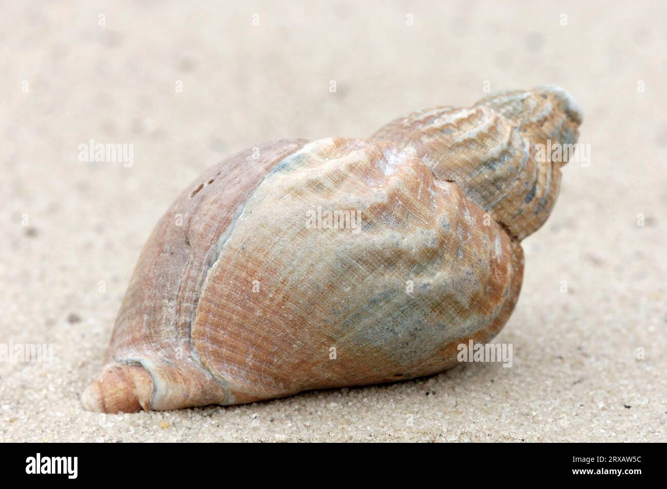 Common common whelk (Buccinum undatum), snail shell, snail shells ...