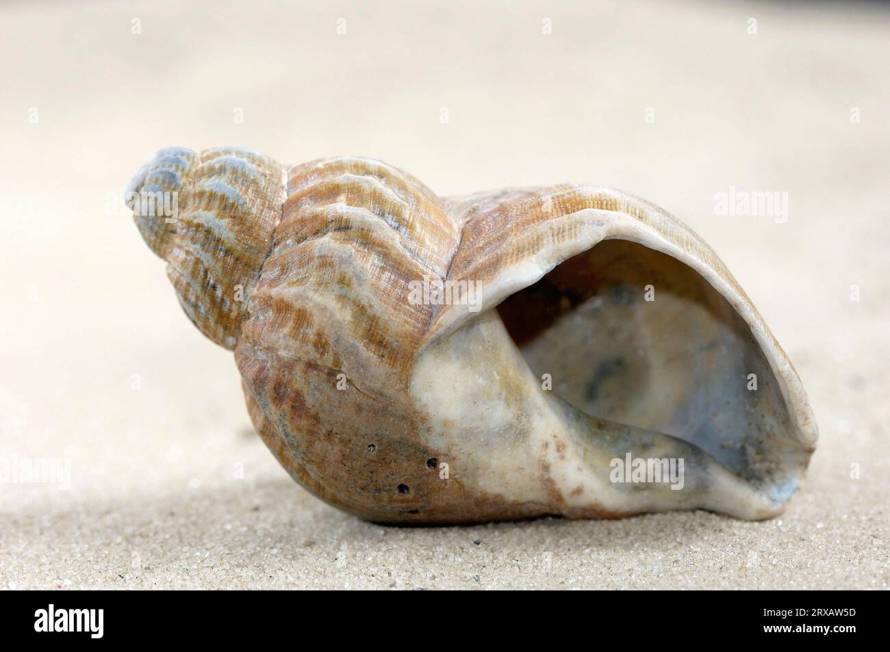 Common Whelk (Buccinum undatum) shells, Netherlands Stock Photo - Alamy