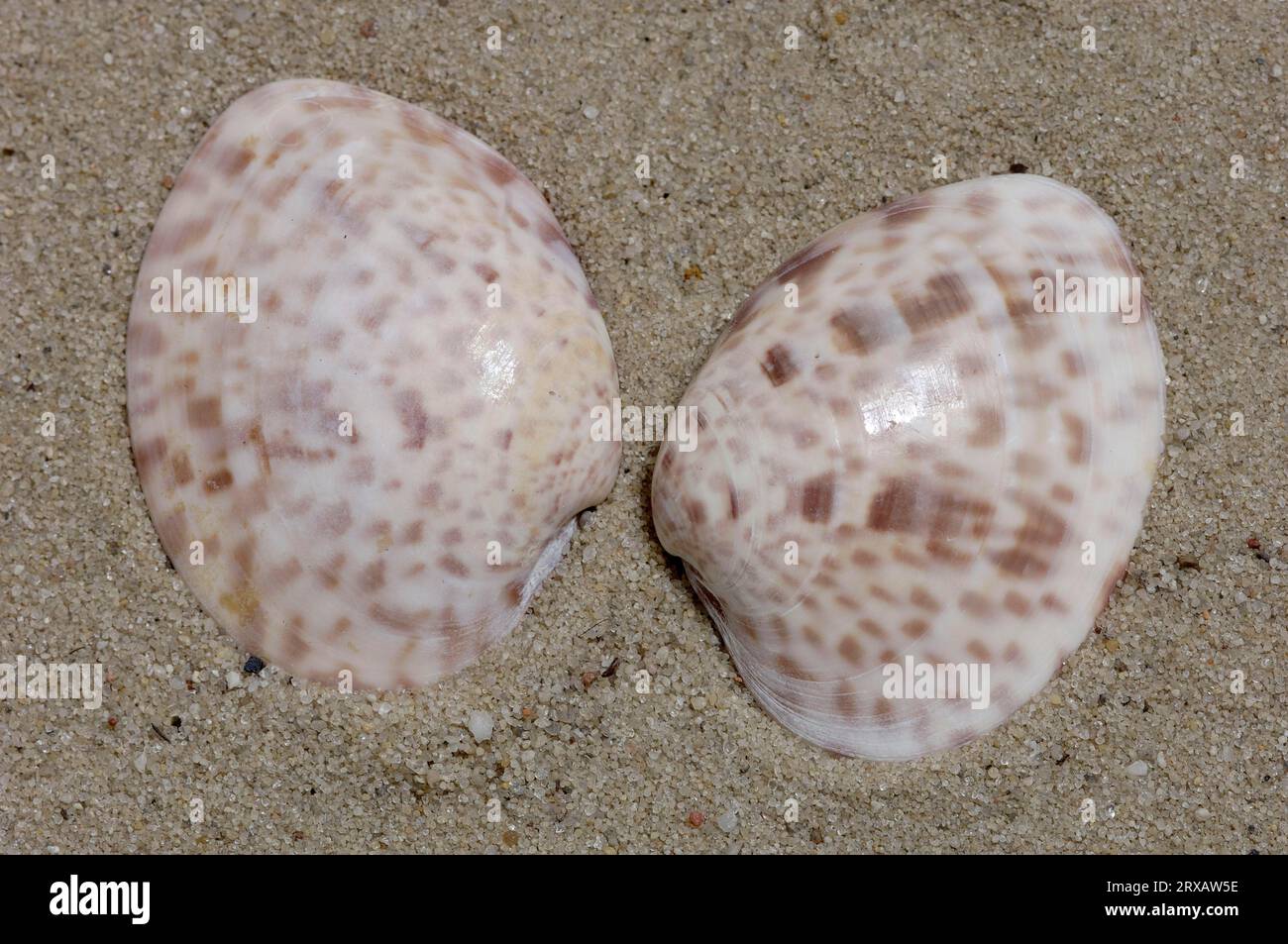 Calico Clam, shells, Sanibel Island, Florida, USA (Macrocallista ...