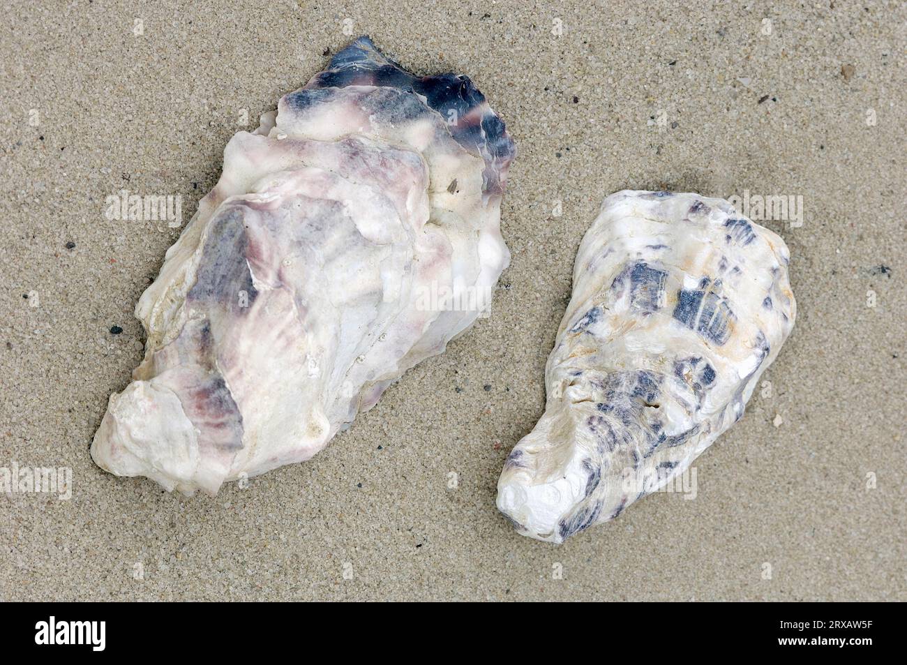 Portuguese oysters, mussel shell (Crassostrea angulata), mussel shell ...