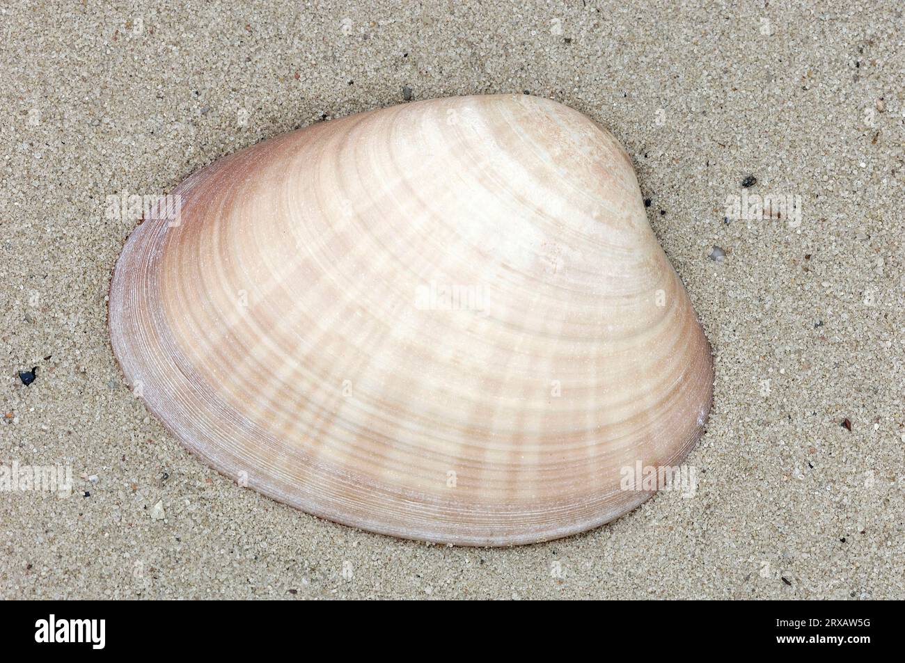 Smooth smooth clam (Callista chione), mussel shell, mussel shells ...