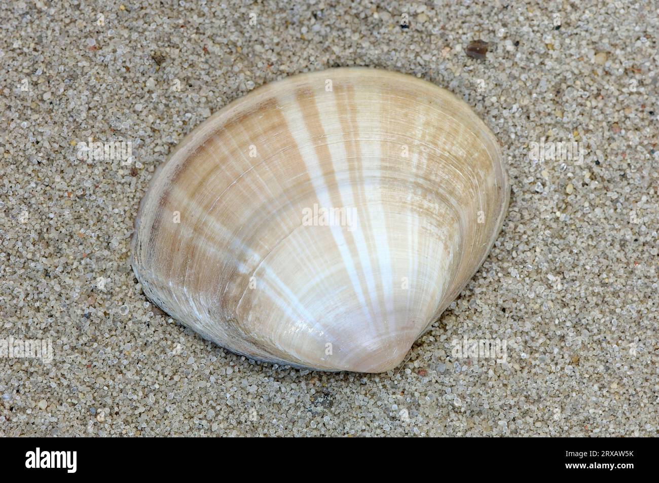 Smooth Venus Shell, France, Smooth Venus Clam (Callista chione Stock ...