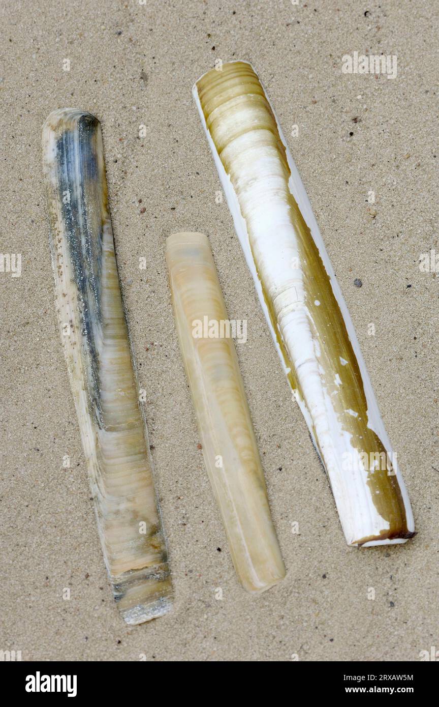 Common sword-shell (Ensis directus), shell, sword-shaped knife-sheath ...