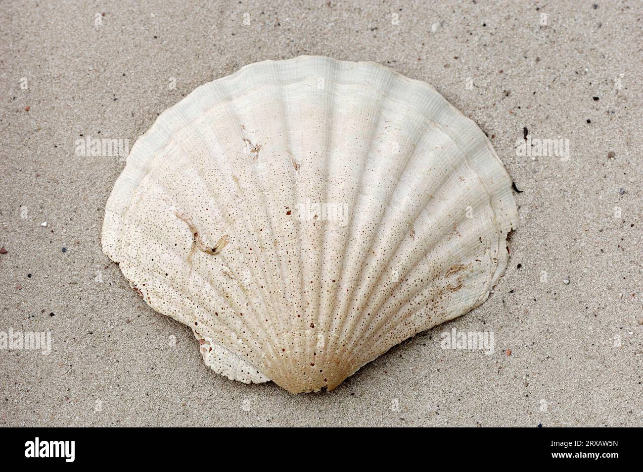 King Scallop shell, Great Scallop (Pecten maximus Stock Photo - Alamy