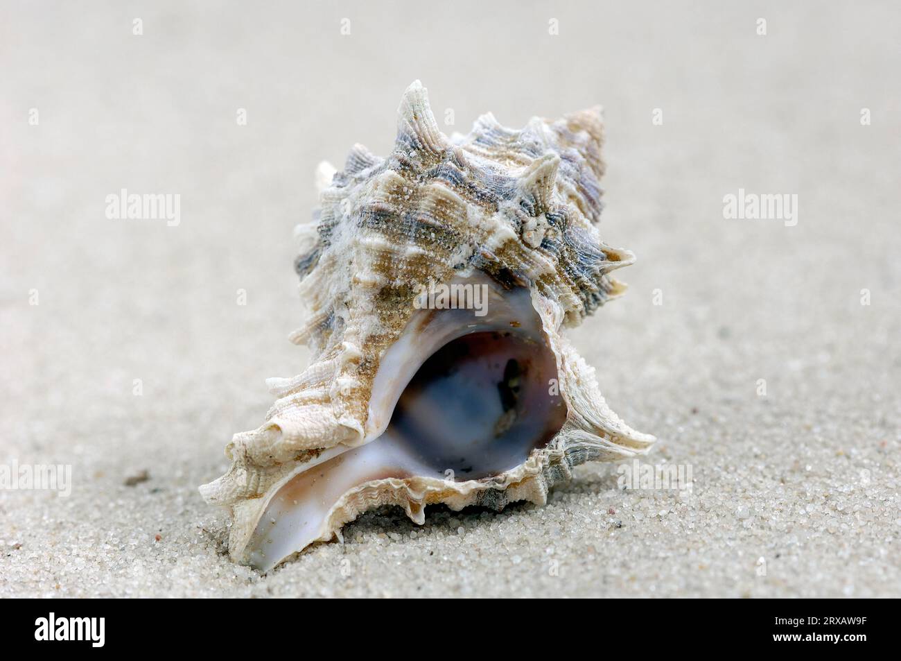 Snail shell of the hexaplex trunculus (Murex trunculus) Snail shells ...