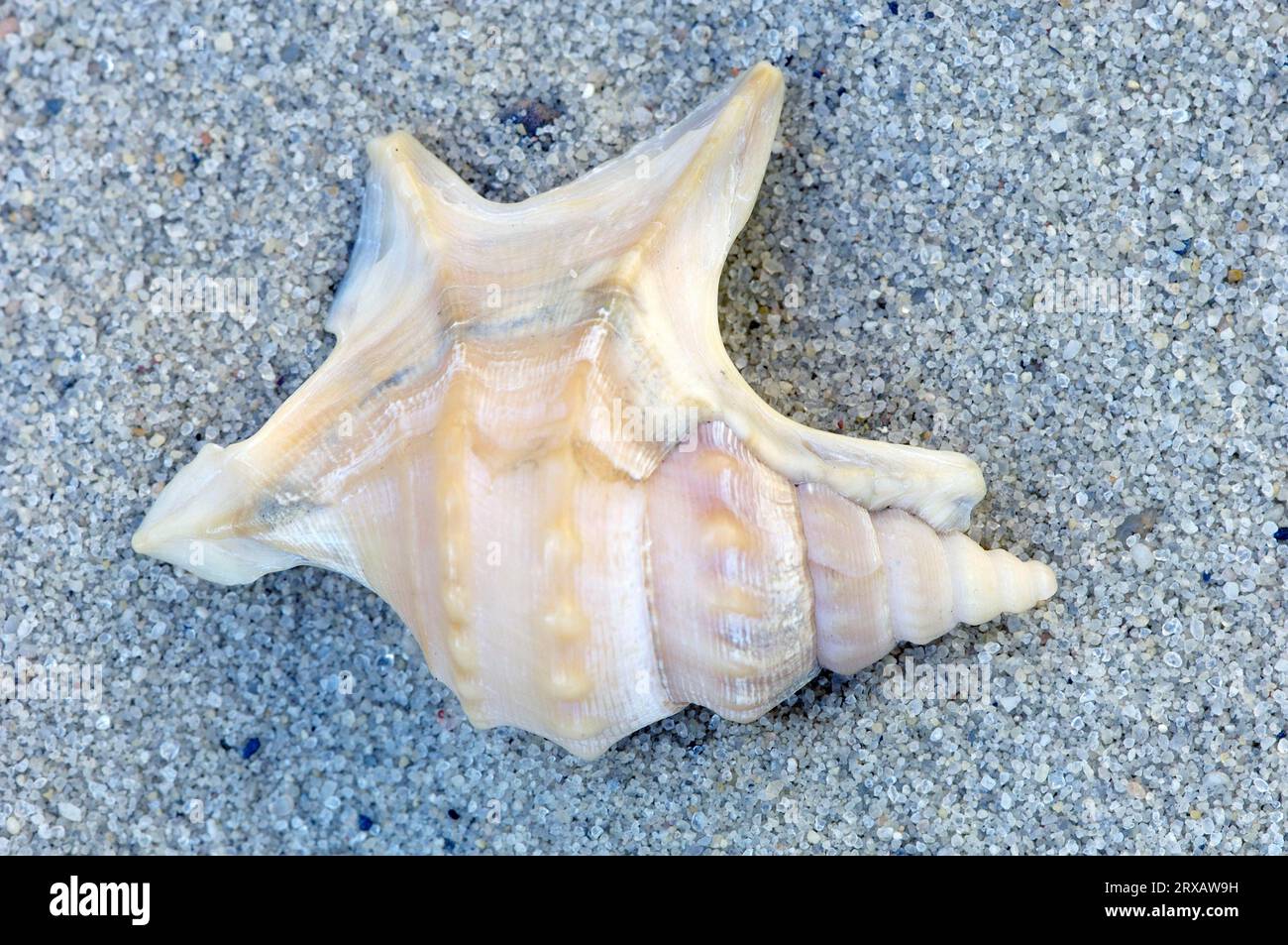 Common pelican foot, snail shell (Aporrhais pespelecani), snail shells ...