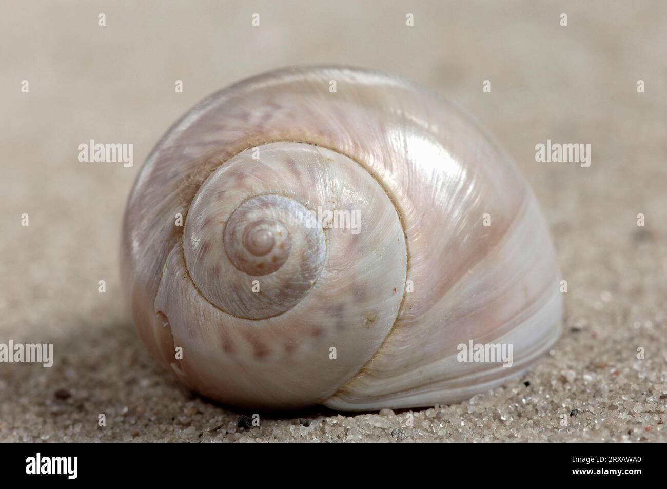 Moon snail (Neverita josephinia), snail shell, snail shells Stock Photo ...