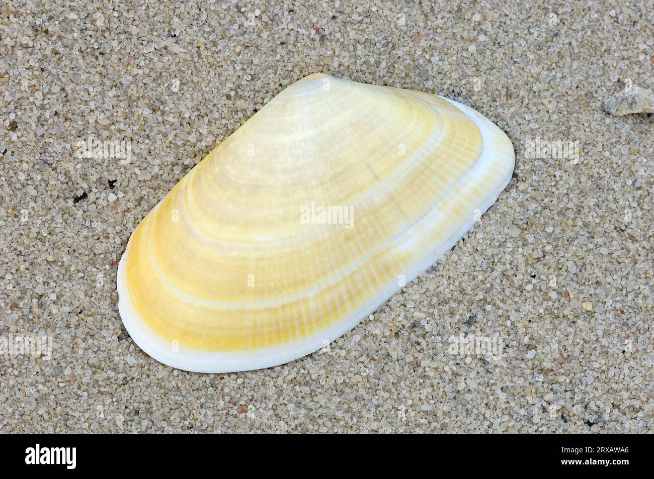 Banded triangle mussel, banded wedge shell (Donax vittatus), mussel ...